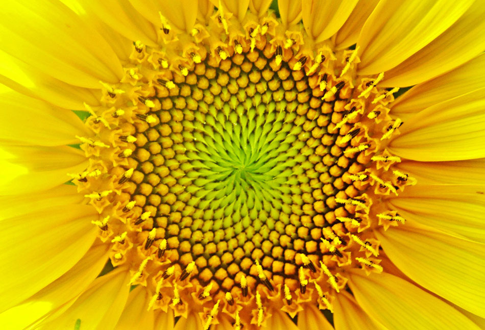The Nature Of Mathematics My Teacher Education Eportfolio